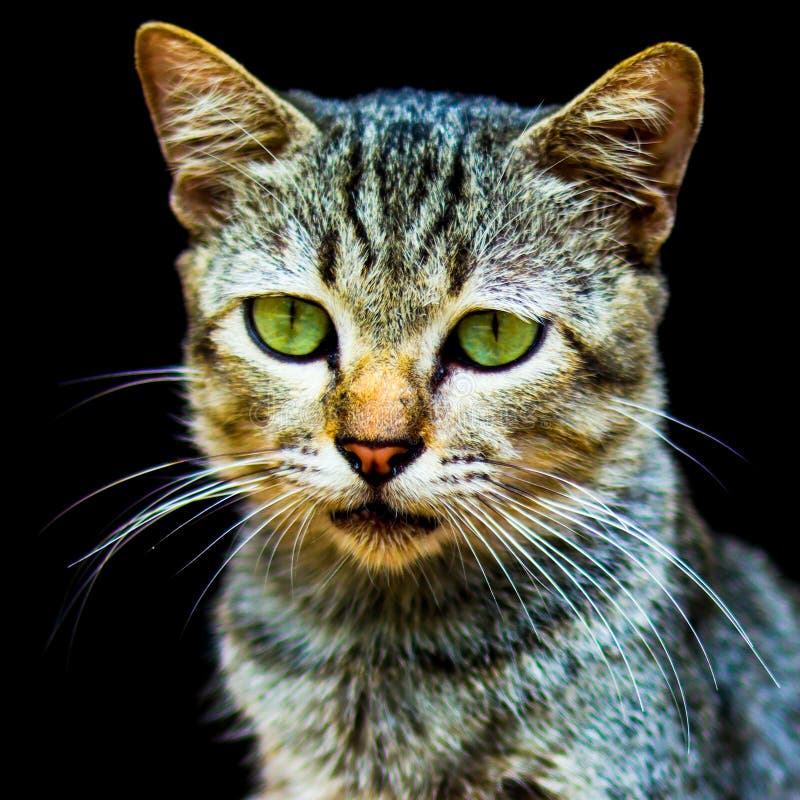 Face of cat stock photo. Image of face, animal, potrait - 201904520
