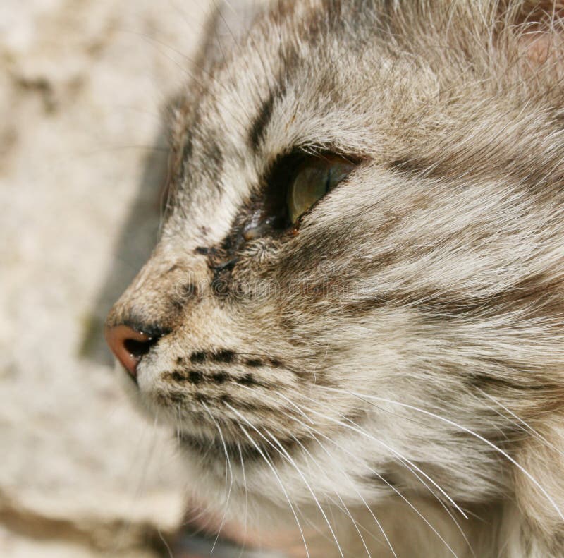 Face Of Cat Picture. Image: 2413088