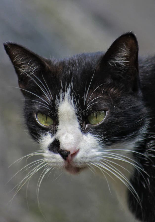 Face cat black sharp eyes stock photo. Image of mammal - 198034696