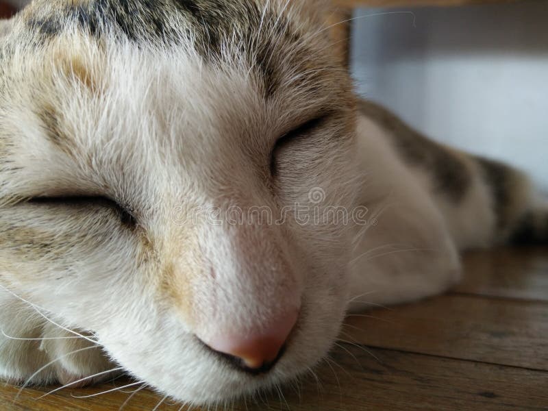 Face cat stock photo. Image of kitten, face, cute, sleeping - 55335822