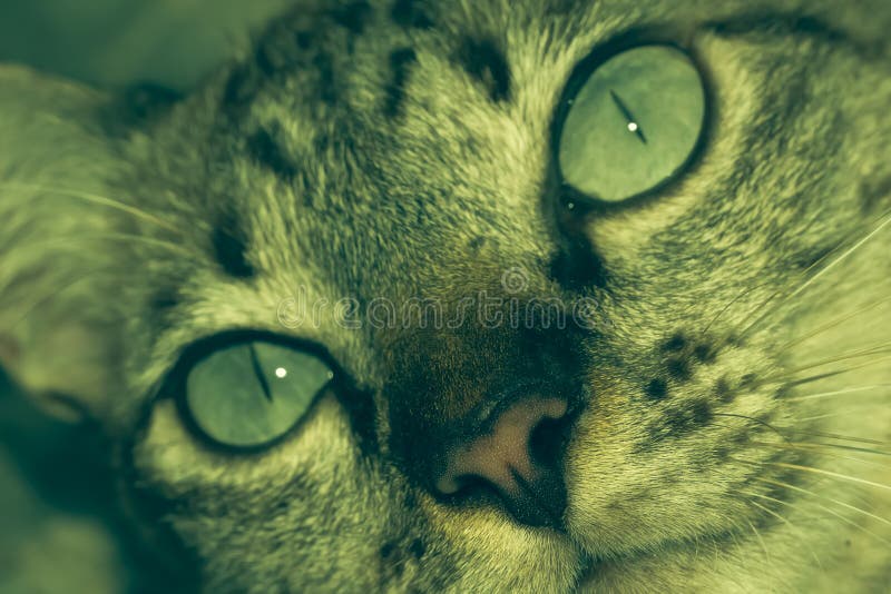 Cat stock photo. Image of nature, people, macro, kitten - 126684364