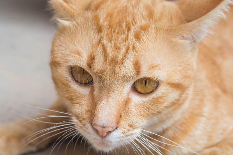 Face Cat and Eyes Stare at the Camera. Stock Image - Image of kitten ...