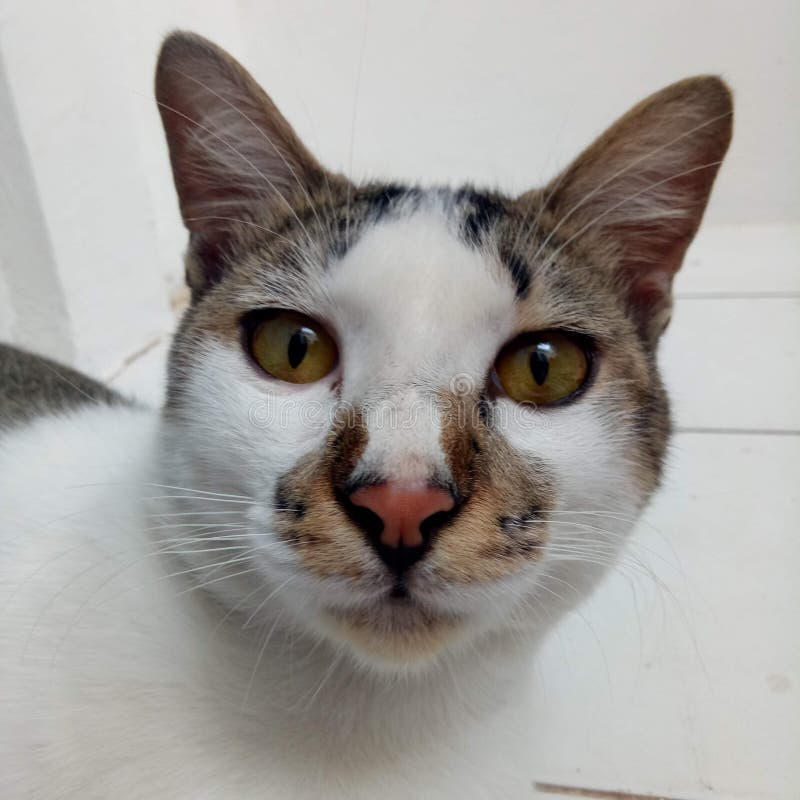 Face Cat Facing Camera stock photo. Image of wildcat - 265680336