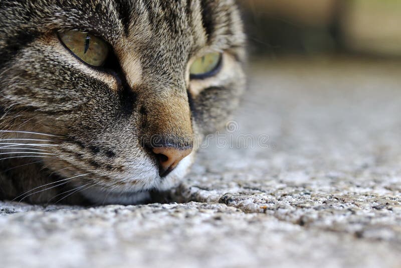 Cat Cowering Stock Photos - Free & Royalty-Free Stock Photos from ...