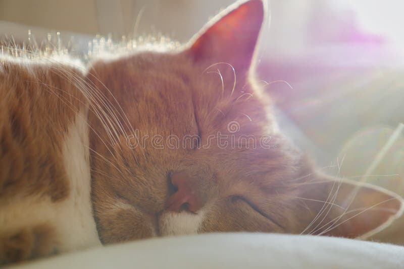 Face of Cat Sleeping and Lens Flare Stock Image - Image of animal ...