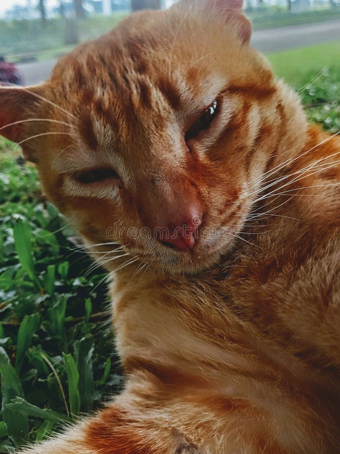 The Face of a Cat Sleeping in the Middle of the Day. Stock Photo ...