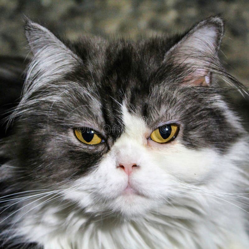Face of a Cat Who Looks Sleepy Stock Photo - Image of sleep, sleepy ...