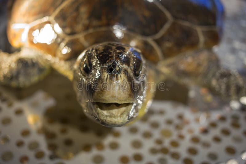 Stuff Head of Turtle, Focus Selective Stock Image - Image of forage ...