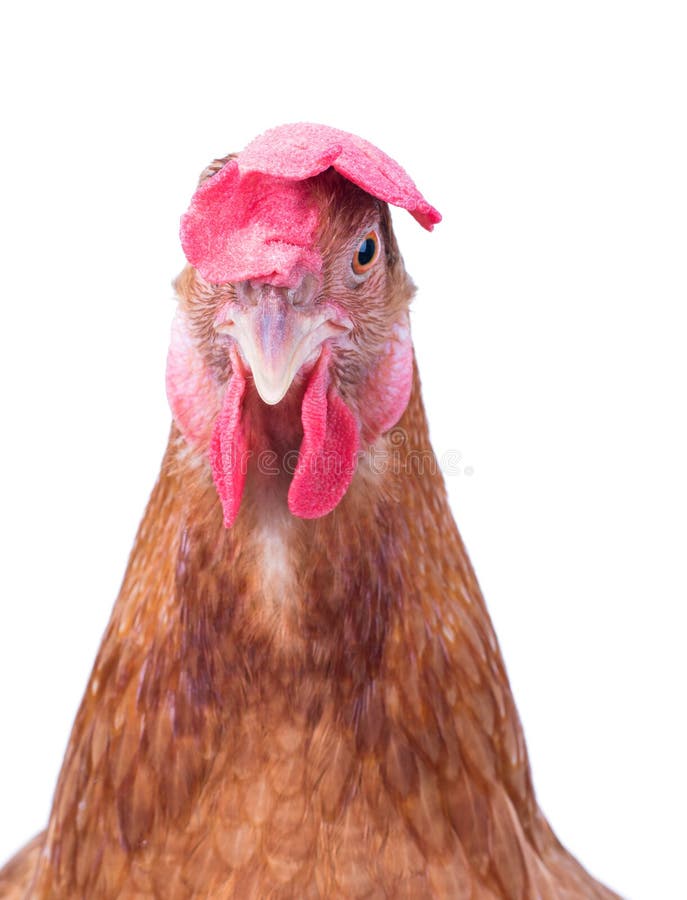 Face of a chicken stock image. Image of bird, animal - 19583527
