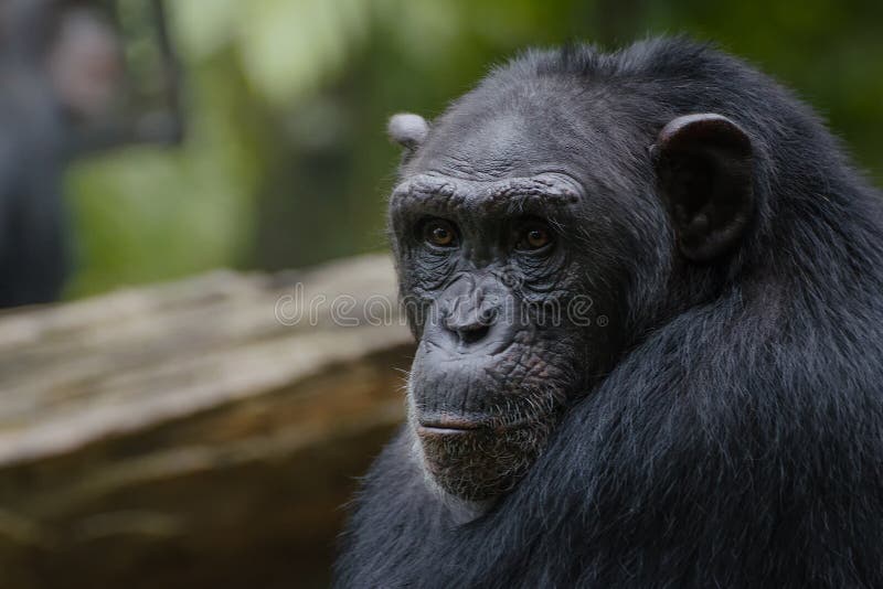 4,034 Chimp Face Stock Photos - Free & Royalty-Free Stock Photos from ...
