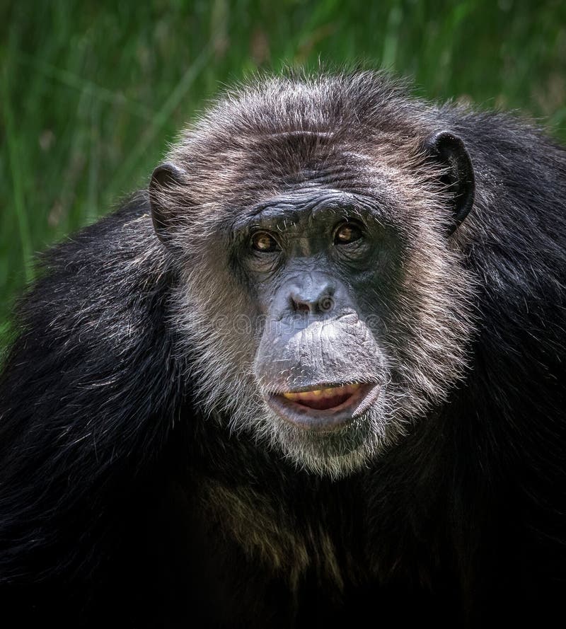 Cute baby Bonobo monkey stock image. Image of chimpanzee - 14658221