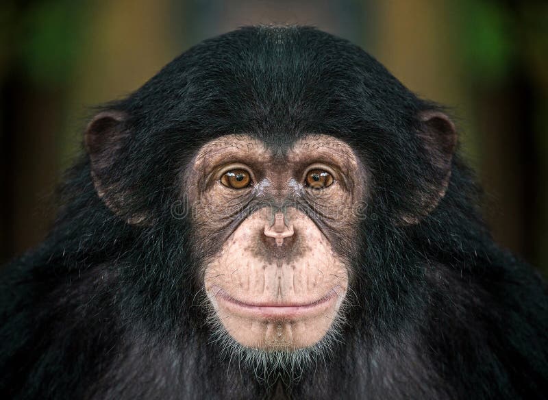15,260 Chimpanzee Stock Photos - Free & Royalty-Free Stock Photos from ...