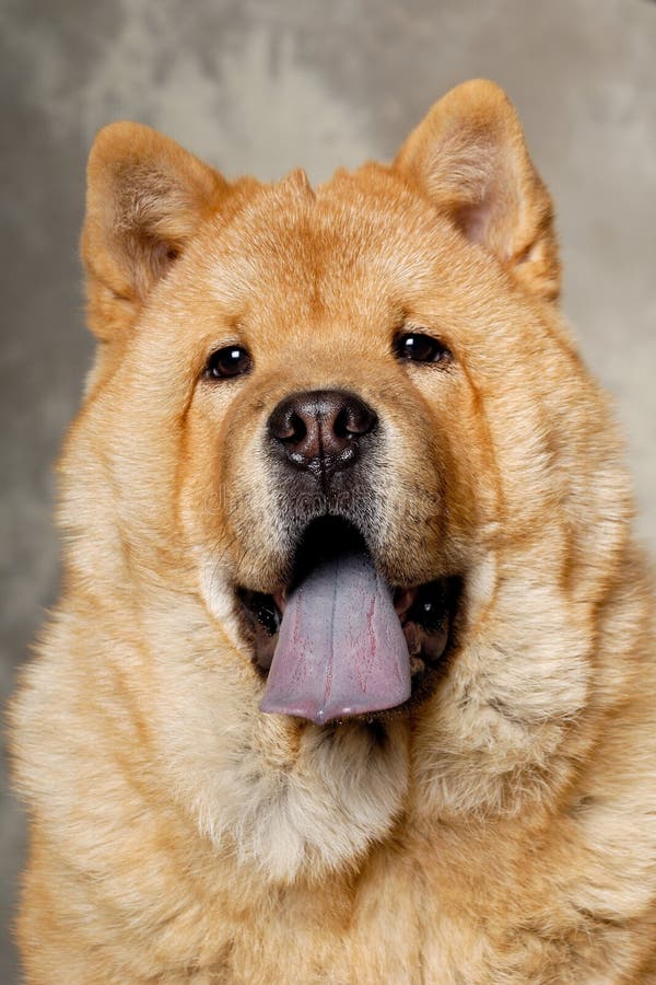 Face of Chow dog stock photo. Image of animal, expression - 38666116