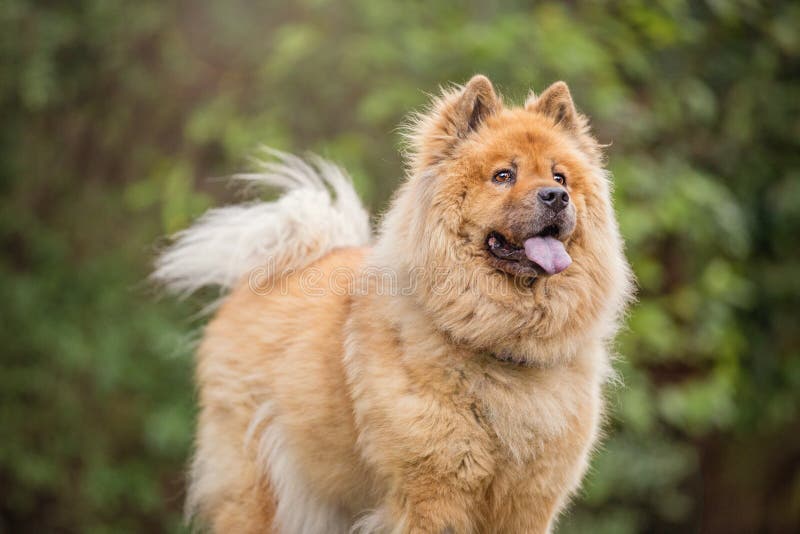 The Face of a Chow Chow Dog with a Blue Tongue. Stock Image - Image of ...