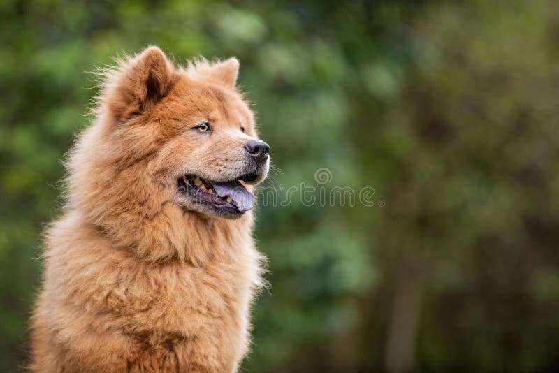 The Face of a Chow Chow Dog with a Blue Tongue. Stock Image - Image of ...
