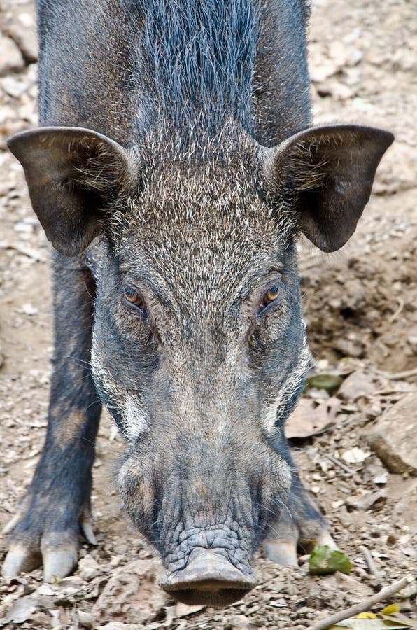 Boar Closeup stock image. Image of wildlife, snout, livestock - 3163785