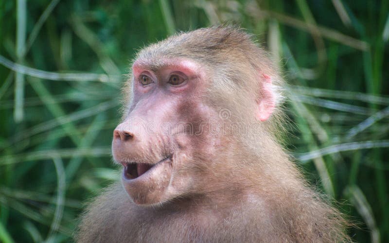 Face closeup of Macaque stock photo. Image of nose, jungle - 346141474