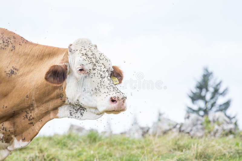 Face of a Cow Bothered by Flies Stock Image - Image of animal, alps ...