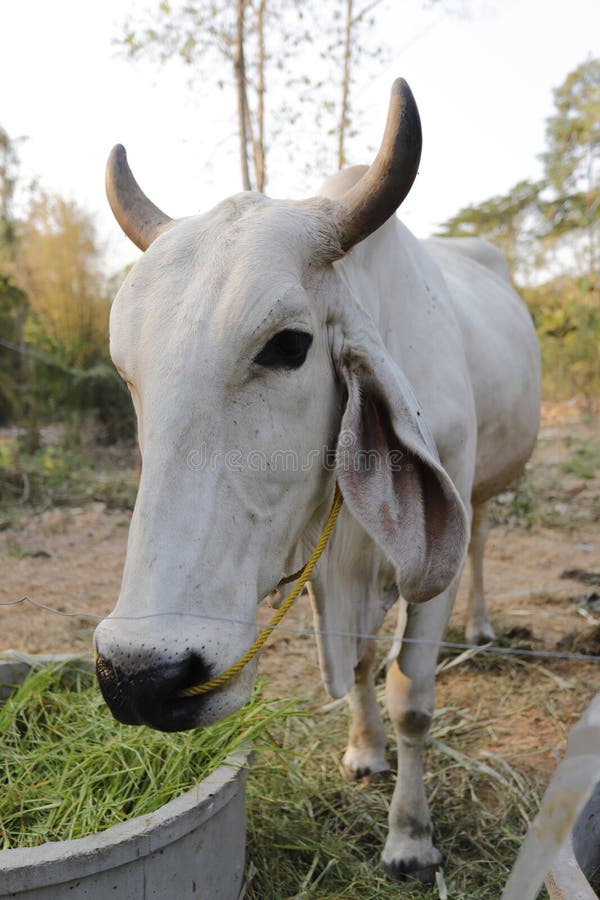 Face of a Cow, Cute and Friendly Expression Stock Image - Image of ...