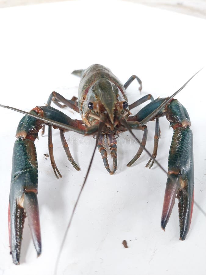 Face of crawfish stock photo. Image of foods, crawfish - 277272738