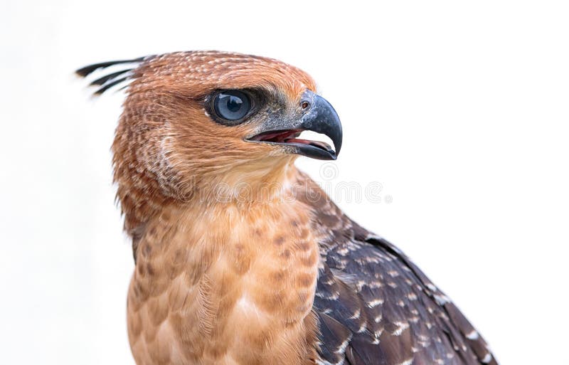 Crested Goshawk or Accipiter Trivirgatus White Tropical Asian Hawk ...
