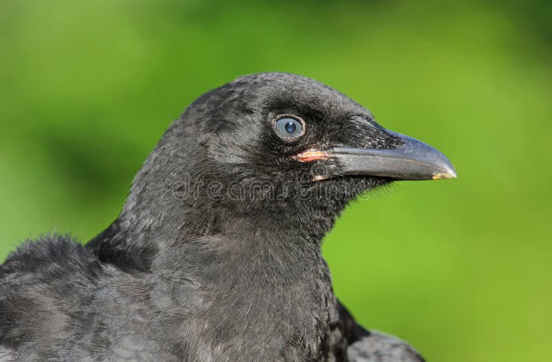 Face of crow stock image. Image of bird, summer, head - 25201809
