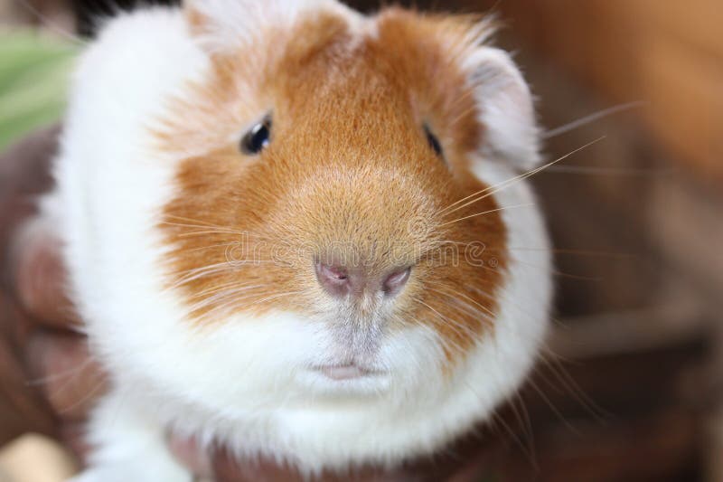 Face Cui on Peruvian Andean Stock Image - Image of beatiful, face ...