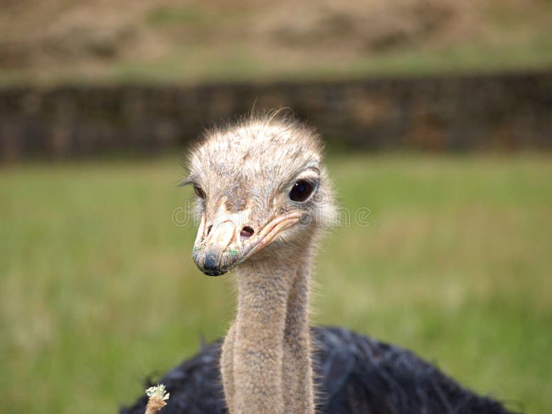 Face of a curious ostrich stock photo. Image of portrait - 166902908