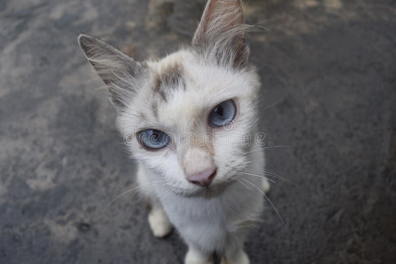 Face Cute Cats pets stock photo. Image of face, animals - 245373500
