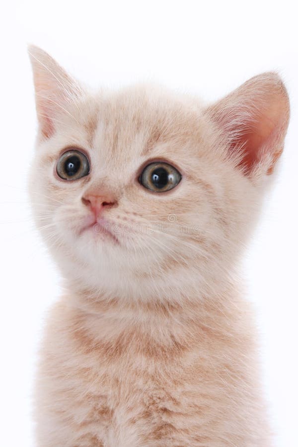 Face of a cute kitten stock image. Image of head, short - 95549543