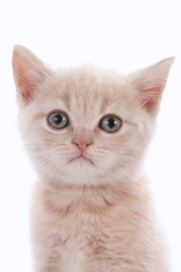 Face of a cute kitten stock image. Image of dress, close - 95549551