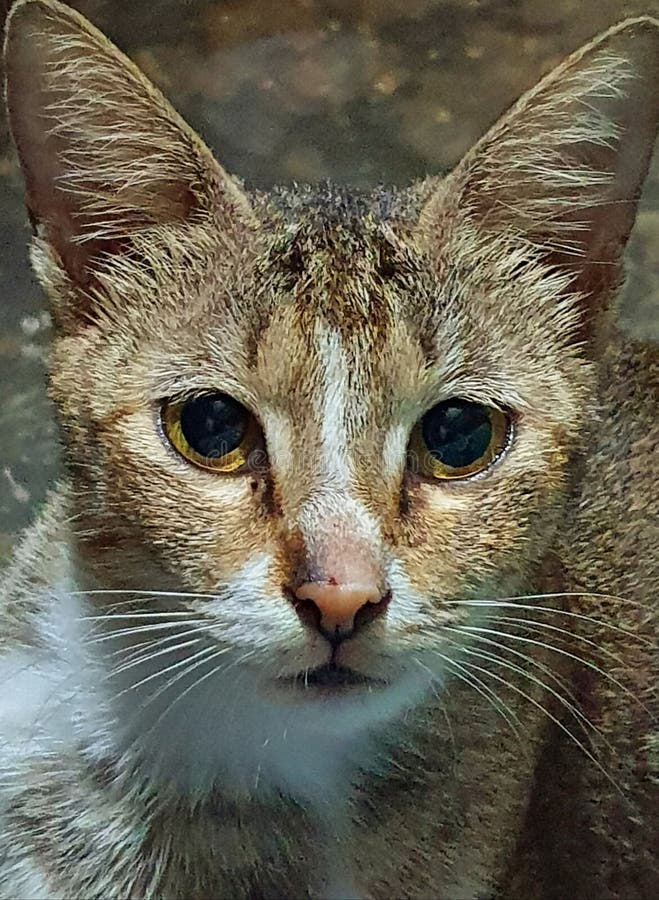 A Cute Native Puppy from Jindo, Korea Stock Image - Image of lovely ...