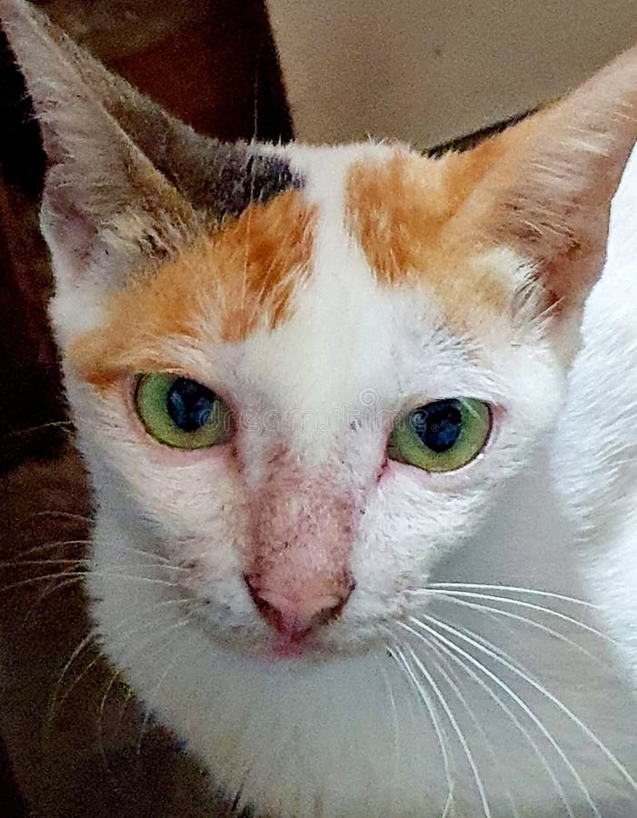 The Face of a Cute Native Cat Stock Photo - Image of camera, native ...