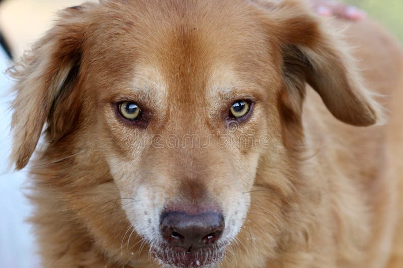 The Face of a Yellow Dog Close Up Stock Image - Image of adorable, face ...