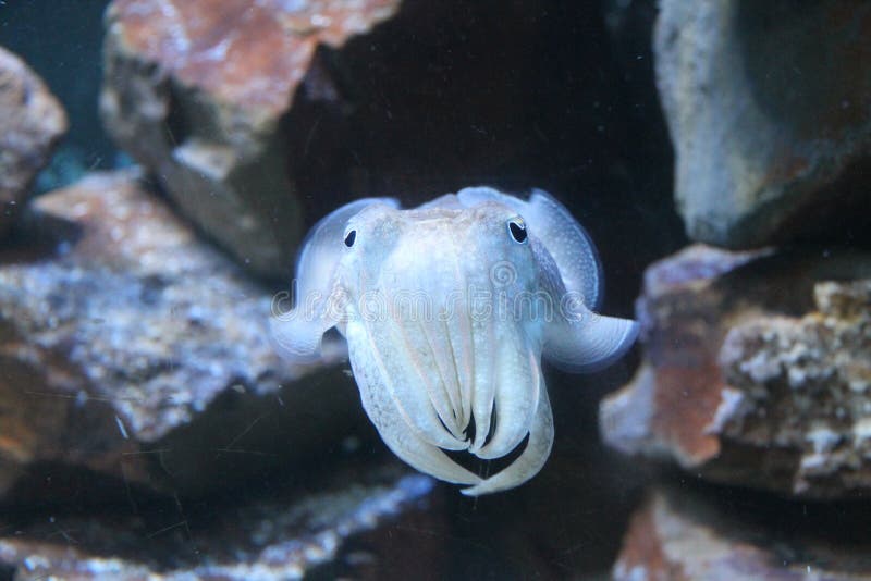 Face of a Cuttlefish. stock photo. Image of exotic, people - 179381738