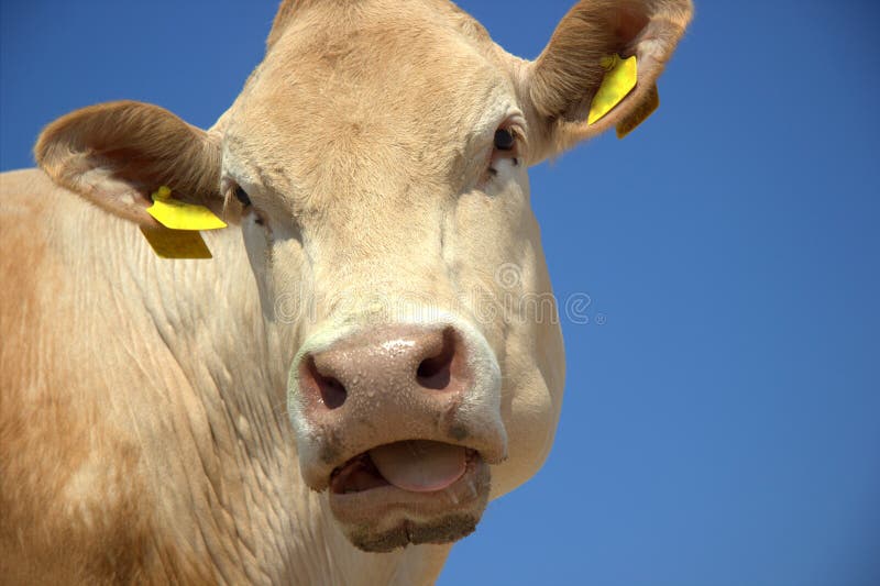 Face da vaca imagem de stock. Imagem de grama, olhar, mamífero - 9613375