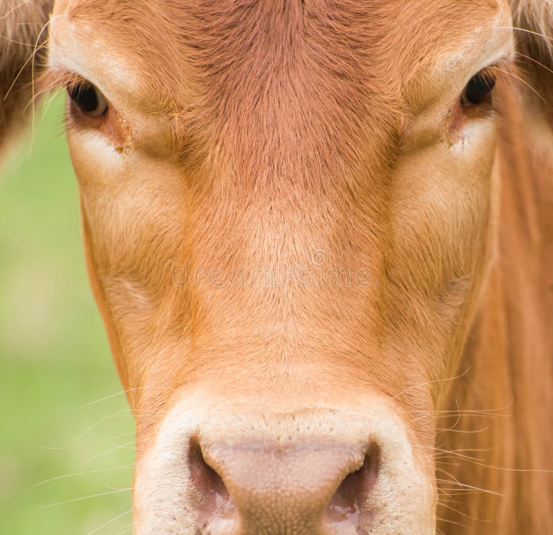 2,557 Face Da Vaca Fotos - Fotos de Stock Gratuitas e Fotos Royalty ...