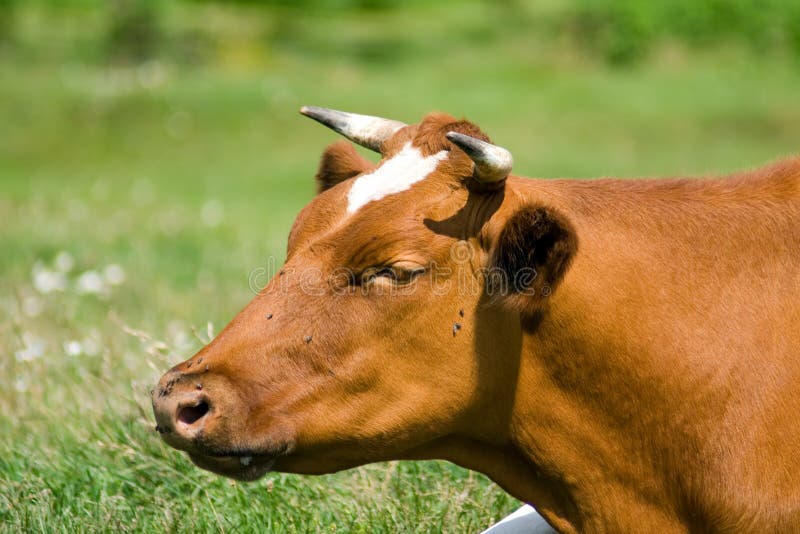 25,278 Face Da Vaca Fotos - Fotos de Stock Gratuitas e Fotos Royalty ...