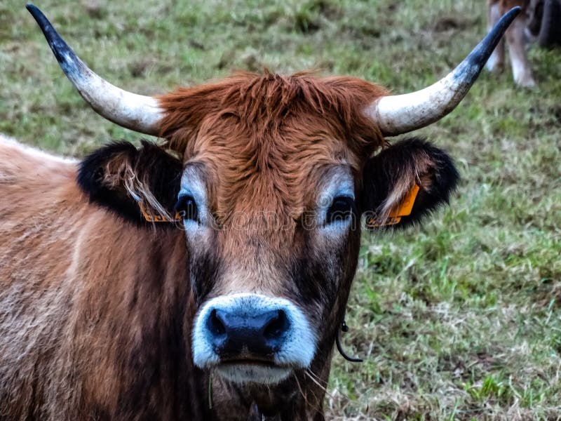 2,557 Face Da Vaca Fotos - Fotos de Stock Gratuitas e Fotos Royalty ...