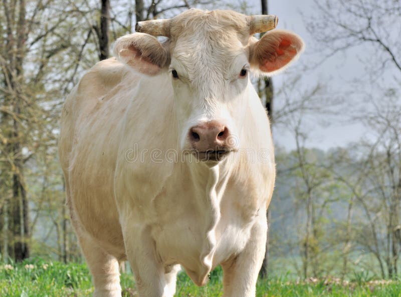 Face da vaca do charolês imagem de stock. Imagem de branco - 19451505