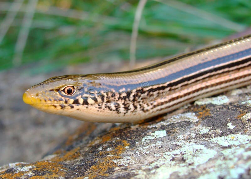 Face de um lagarto legless imagem de stock. Imagem de original - 21248981