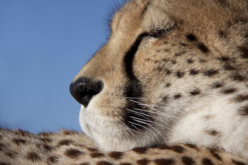 Retrato Do Close Up Da Cara Da Chita Que Mostra O Detalhe Da Pele Foto ...