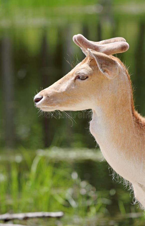 Face of deer stock image. Image of wildlife, nature, animal - 25118635