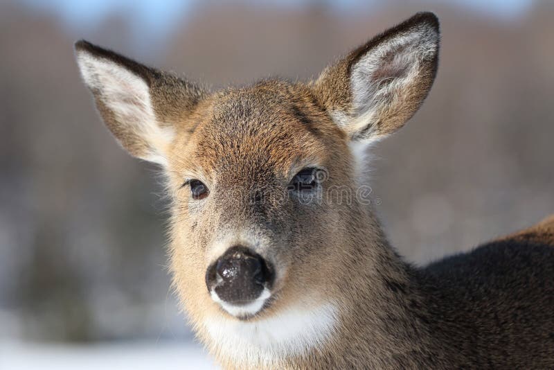 Face of deer stock image. Image of outdoor, female, animal - 85965693