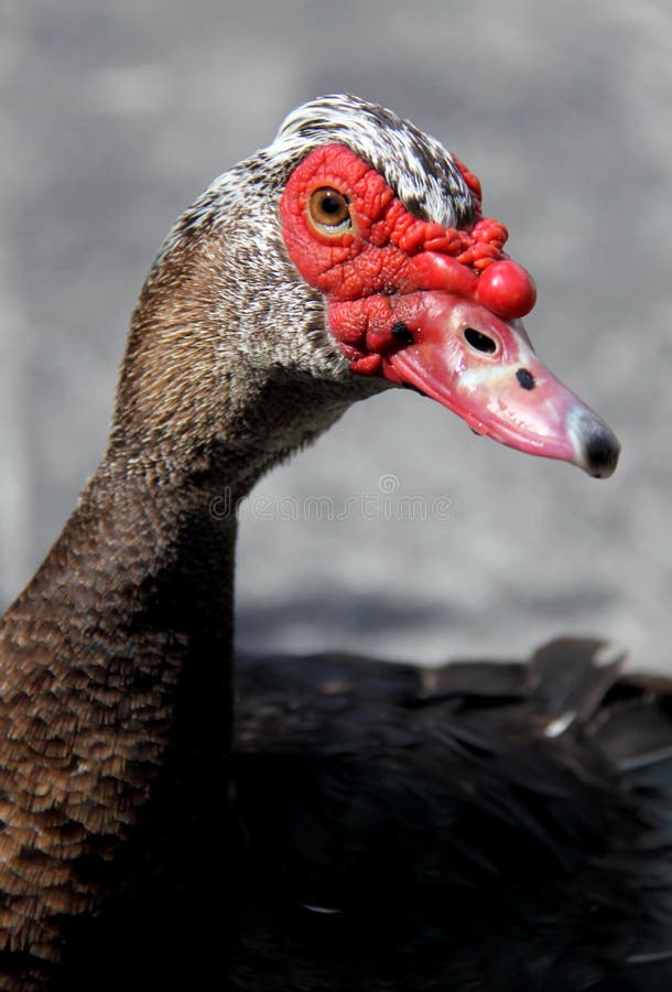 Face do pato foto de stock. Imagem de bonito, branco - 12889208