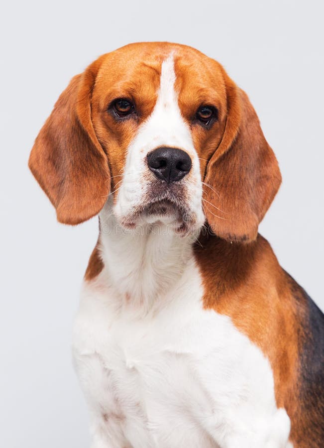 Face Dog Looking Beagle Breed Stock Photo - Image of beautiful ...
