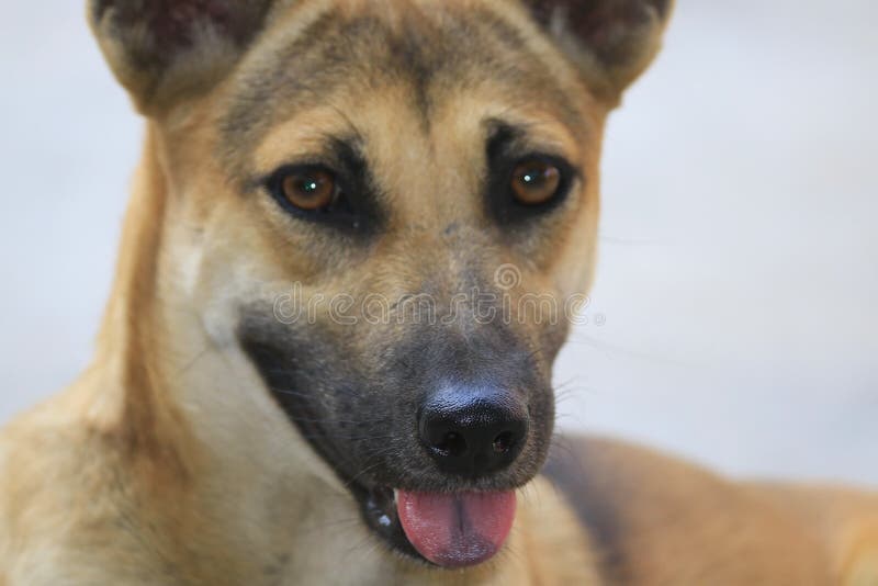 The Face of the Dog that is Staring Stock Image - Image of mouth ...