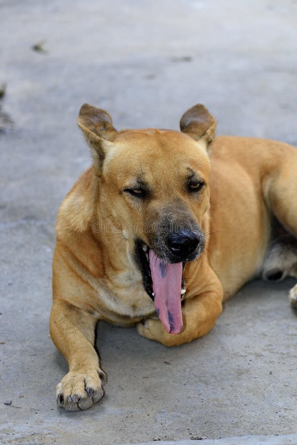 The Face of the Dog that is Staring Stock Photo - Image of looking ...