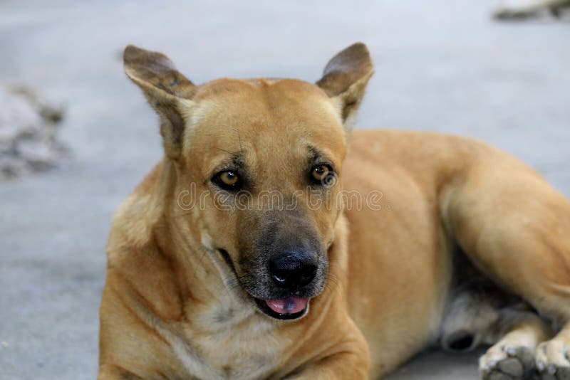 The Face of the Dog that is Staring Stock Photo - Image of domestic ...