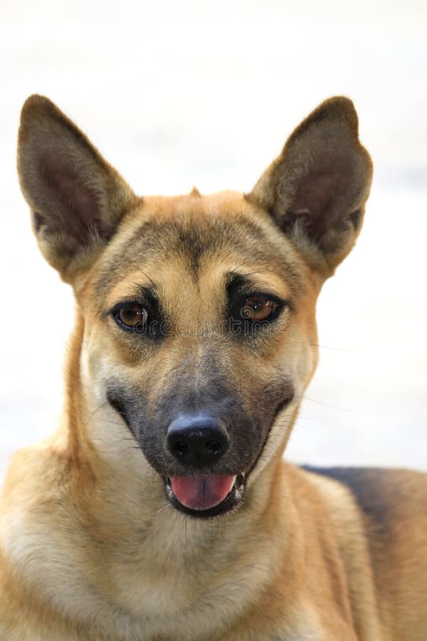 The Face of the Dog that is Staring Stock Photo - Image of domestic ...